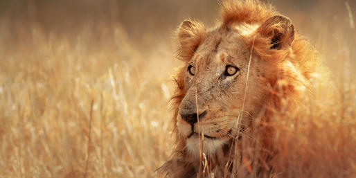 Name These Sub-Saharan Animals