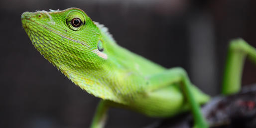 What Are These GREEN Things?