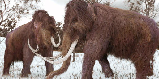 What Do You Know About These Extinct And Endangered Animals?