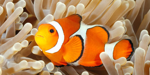 Can You Name All These Ocean Fish?