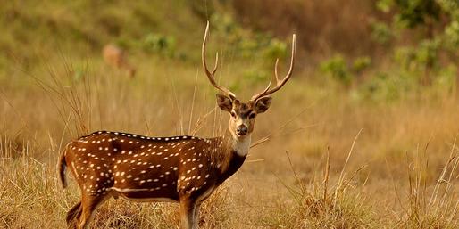 Can You Name This Spotted Animal?