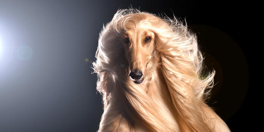 Can You Identify These Long-Haired Animals?