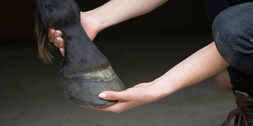 Identify These Hoofed Animals!