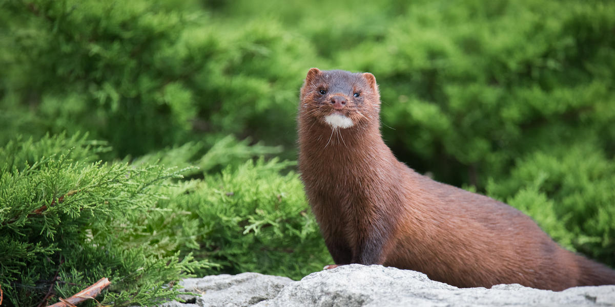 Can You Name These Animals Of The Midwest?