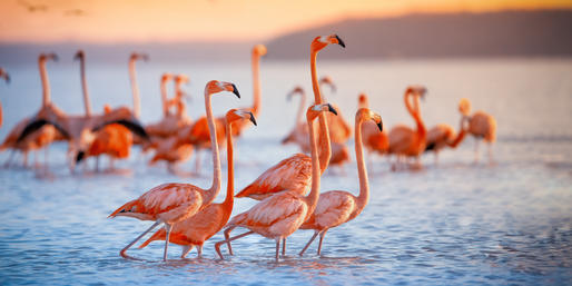 These Animals Live On Tropical Islands. Can You Name Them?