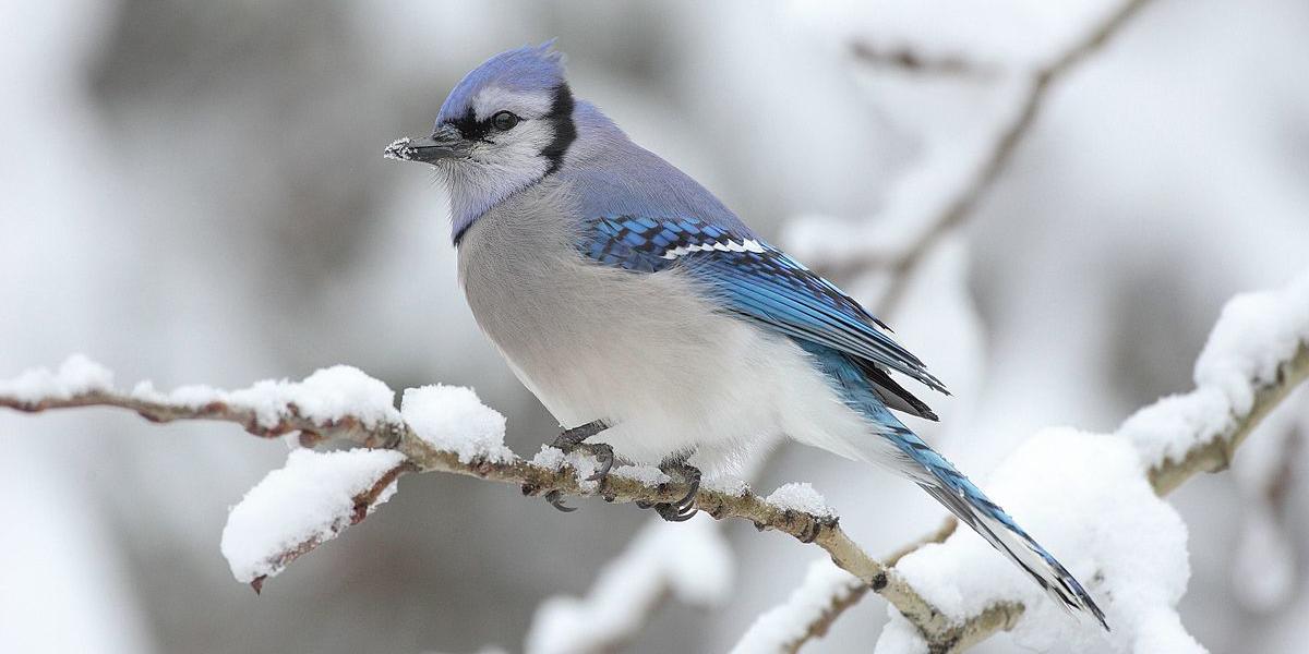 Can You Name These Northeastern Birds?