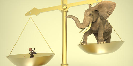 How Much Do These Animals Weigh?