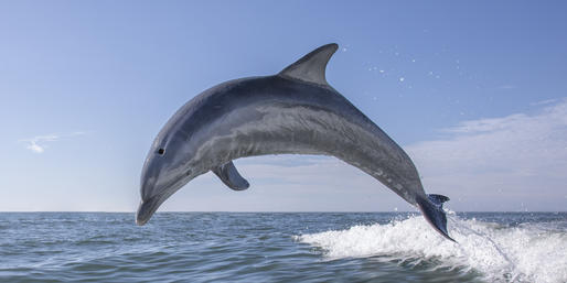 Quiz: Can You Identify These Medium-Sized Animals?