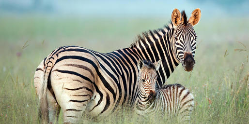 Do These Animals Live On The Equator?