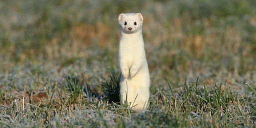 What Are These White Animals?