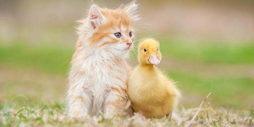 Does This Critter Have Feathers Or Fur?