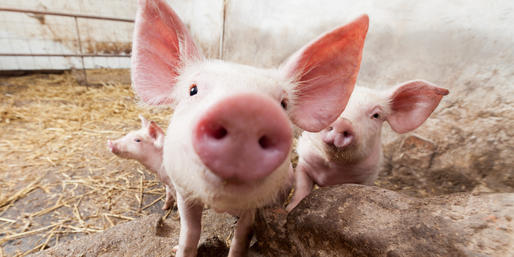 Quiz: Can You Identify These Pink Animals?