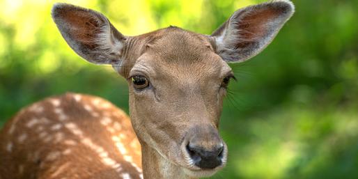 Can You Identify The Forest Animal By Its Ears?