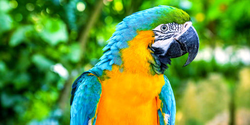 Can You Guess The Two-Syllable Birds?