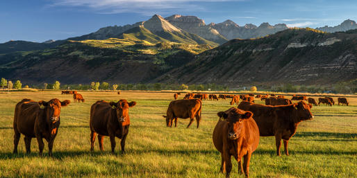 What Are These Ranch Things?