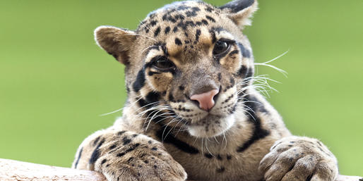 Can You ID These Animals Of Southeast Asia?