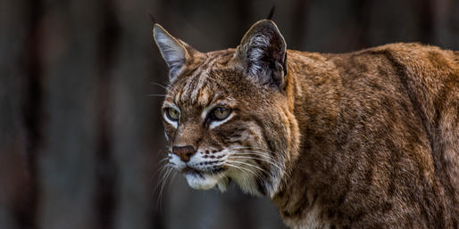 Name These Animals With Claws