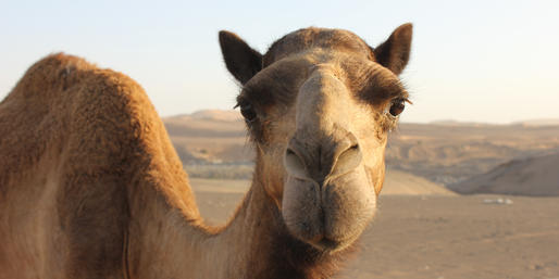 Can You Name This Middle Eastern Animal?