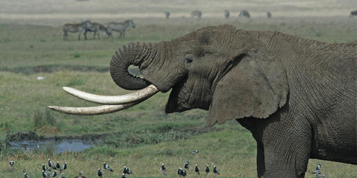 Does This Animal Live In The East Or West Hemisphere?