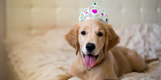 Can You Name These Dogs Of Royalty?