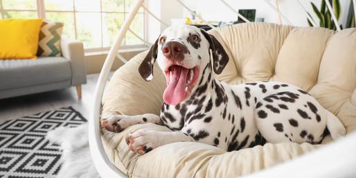 What Are These "D" Animals?