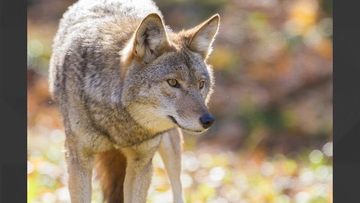 Quiz: Can You Name These Western U.S. Animals?
