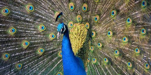 Do You Know These South Asian Animals?