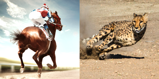 Who Does It Better? It's The Ultimate Animal Showdown!