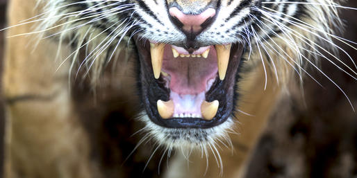 Can You Tell The Animal From Its Teeth?