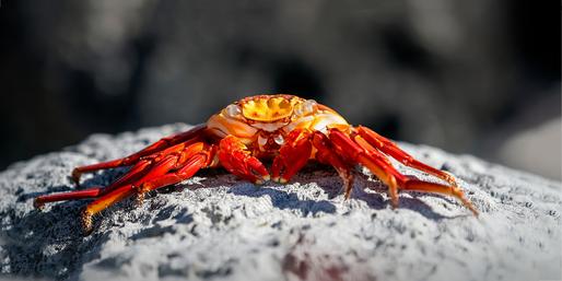 Quiz: How Well Can You Finish Global "C" Animal Names?