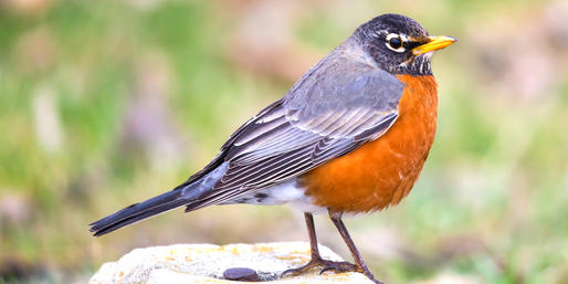 Can You Name These Small Birds?