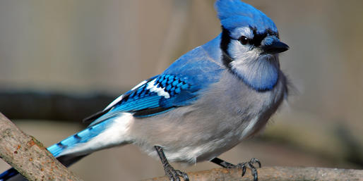 Can You Name These Northeastern Birds?