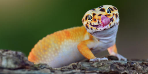 What Are These Animals With Scales?