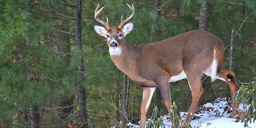 What Are These Animals Native To Tennessee?