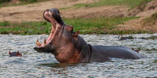 What Are These Dangerous Animals?