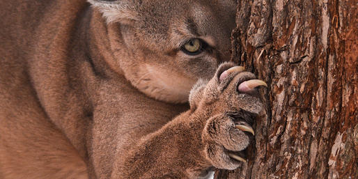 What Are These CLAWED Animals?