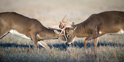 Ultimate Animal Showdown