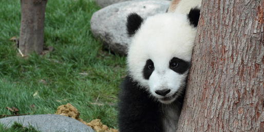 Can You Name These Adorably Shy Animals?