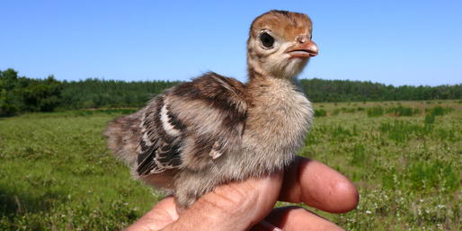 Name These Animals That Can Reproduce Without A Mate