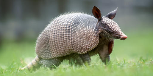 What's This Texas Animal?