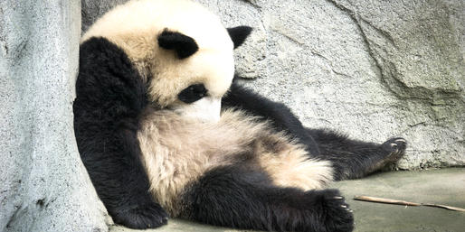 Can You Identify Earth's Laziest Animals?