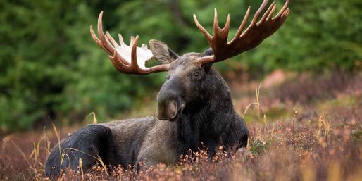 Can You Name This Northeastern Animal? Level 2