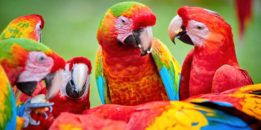 What Are These Colorful Animals?