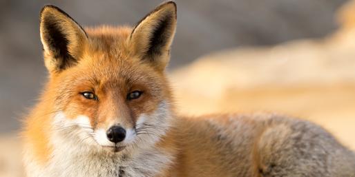 What Qualities Do These Animals Represent?