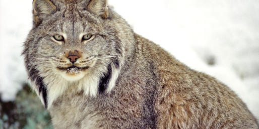 Quiz: Do You Know These Alpine Animals?