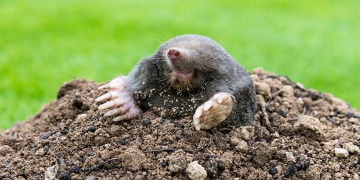 What Are These Underground Animals?