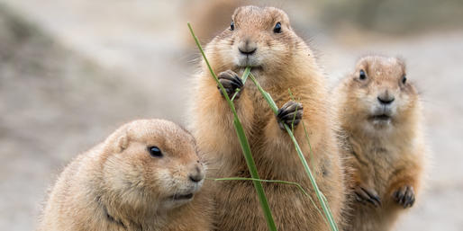 Do You Know The Names Of These Nebraska Animals?