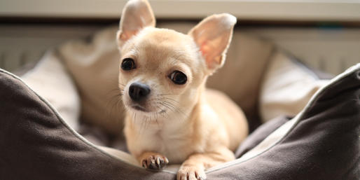 Name These Dog Breeds That Start With 'C'