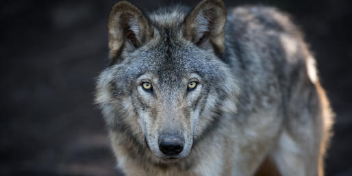 Do You Know These Gray Animals?