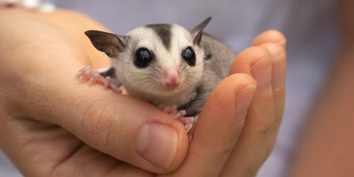 Can You Name These Itty-Bitty Critters?